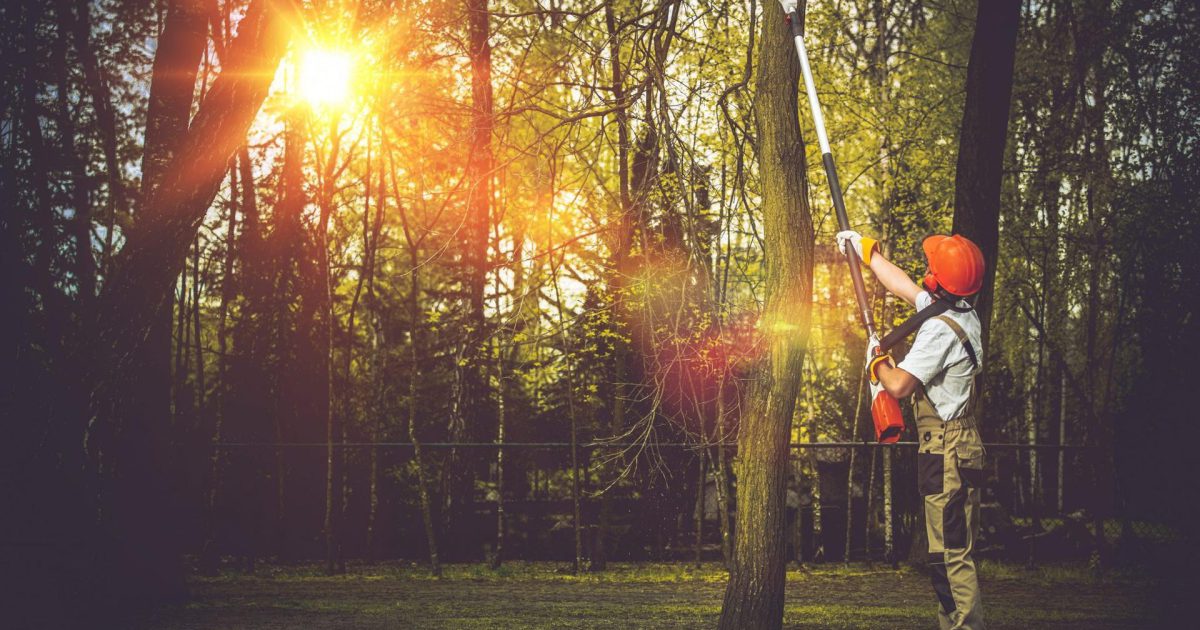 Tree Trimming Napier | Trusted & Affordable Tree Trimming